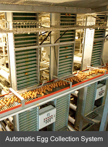 Chicken Cages for Sale, Poultry Cage Design, Chicken Farm Solution Provider